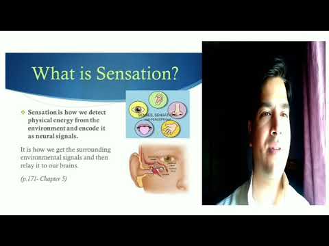 Sensation vs Perception
