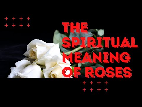 Spiritual Meaning of Roses: Find out the symbolic meaning of rose colours, White, Pink, Black & Red