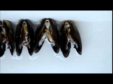 From Broad-Spectrum Biocides to Quorum Sensing Disruptors and Mussel Repellents: Antifouling...