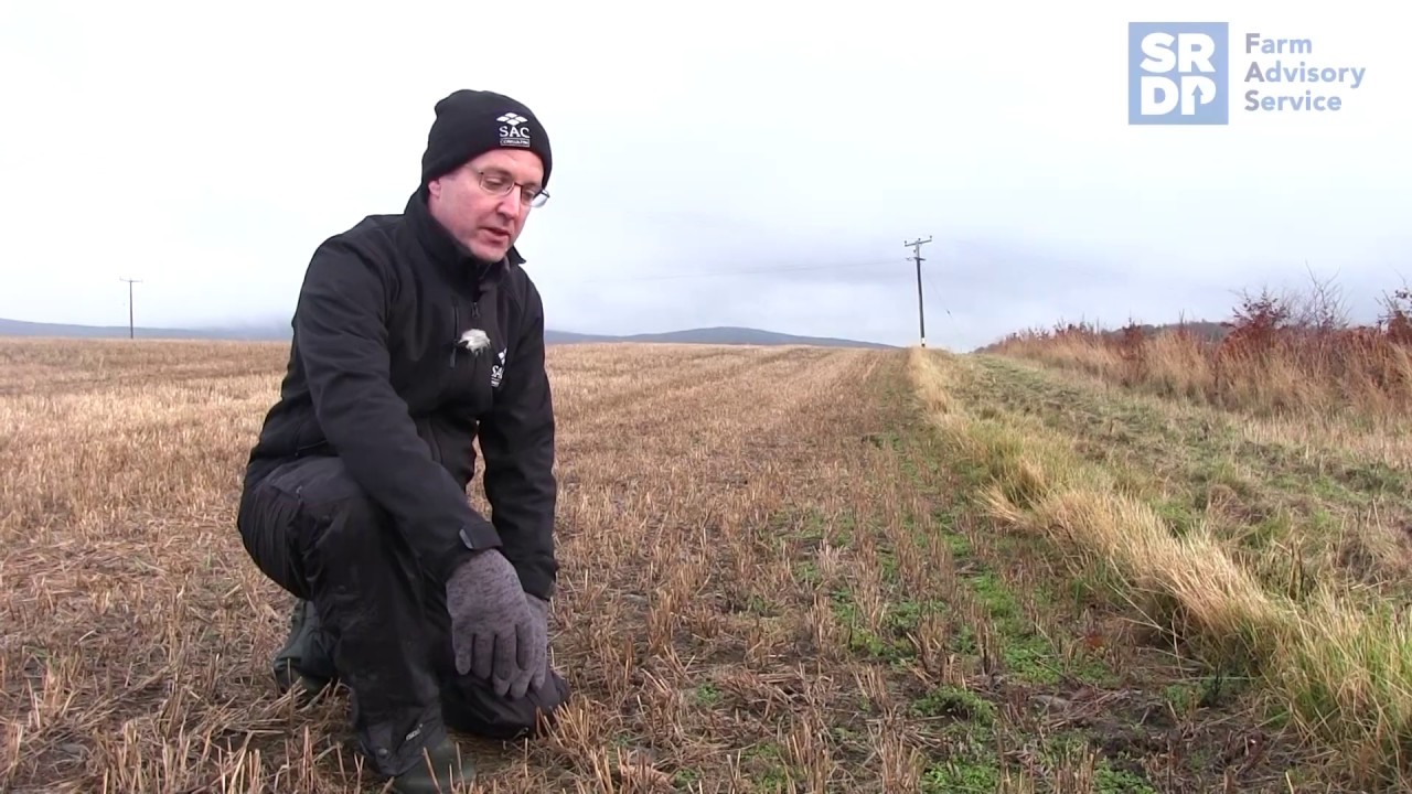 Improving habitats for farmland birds