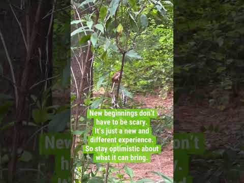 Carolina Wren Bird Song 🐦 Animal Medicine & Spiritual Animal Meaning