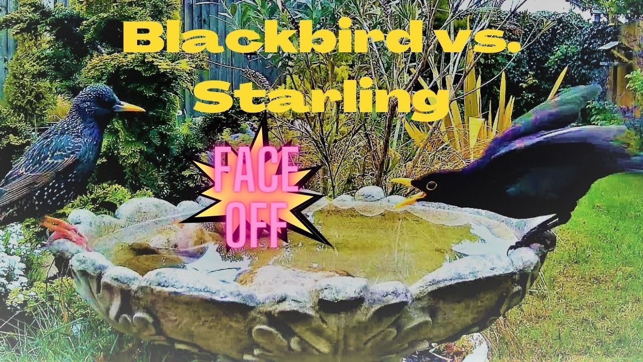 Blackbird vs Starling | Face Off !!