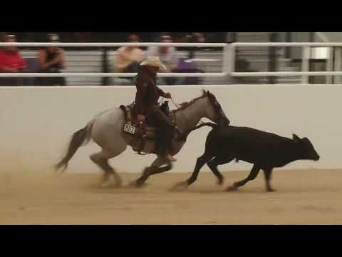 2024 Ranch Horse World Show Top Ranch Hand Fence Work Jed Lawrence on Blu Boon Shining