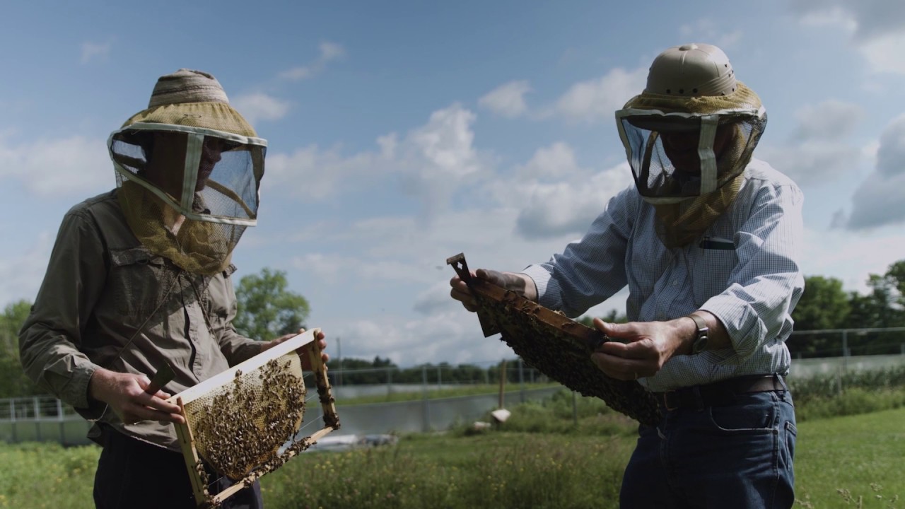The Honey Bee Algorithm