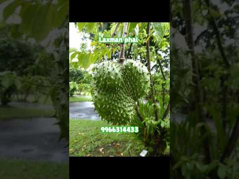 🌿 Laxman Phal Fruit Plant – A Rare & Delicious Tropical Wonder! 🍈
