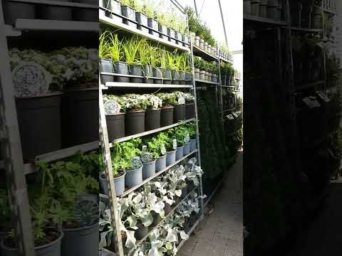 Provender Nurseries - New stock has just arrived!