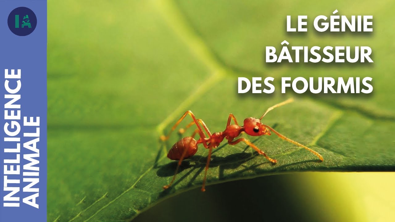 Documentaire | L’incroyable mégastructure des fourmis