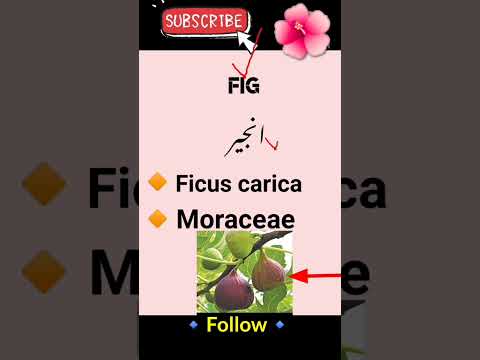 fig botanical names || #botanicalname #nomenclature #viral #trending #ytshorts