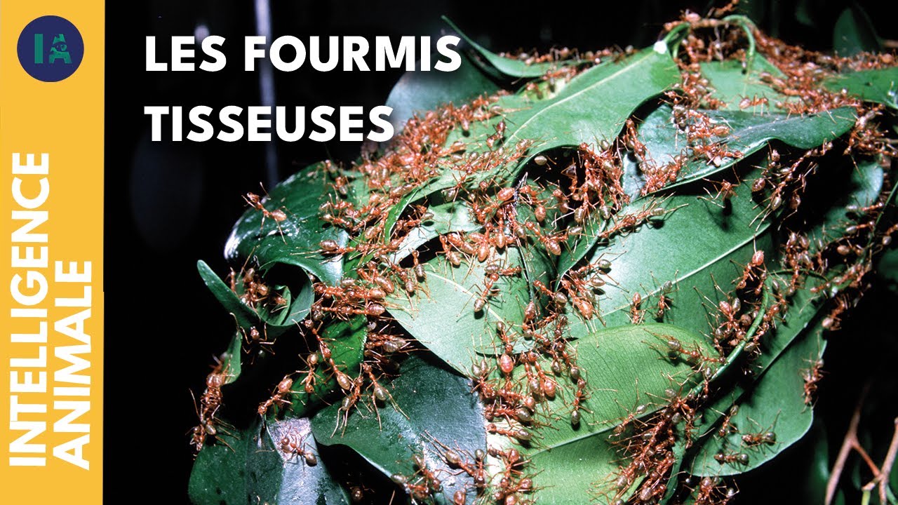 Documentaire | Le monde connecté des fourmis
