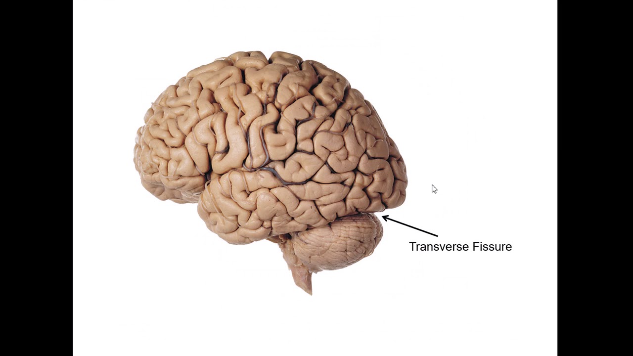PowerPoint Cerebrum