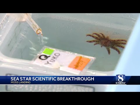 Moss Landing lab advances sea star preservation for endangered species
