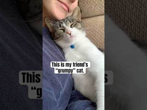 Watch how a grumpy cat turns into a cuddle bug π₯Ήπ #cat #catlover #animals #shorts #youtubeshorts