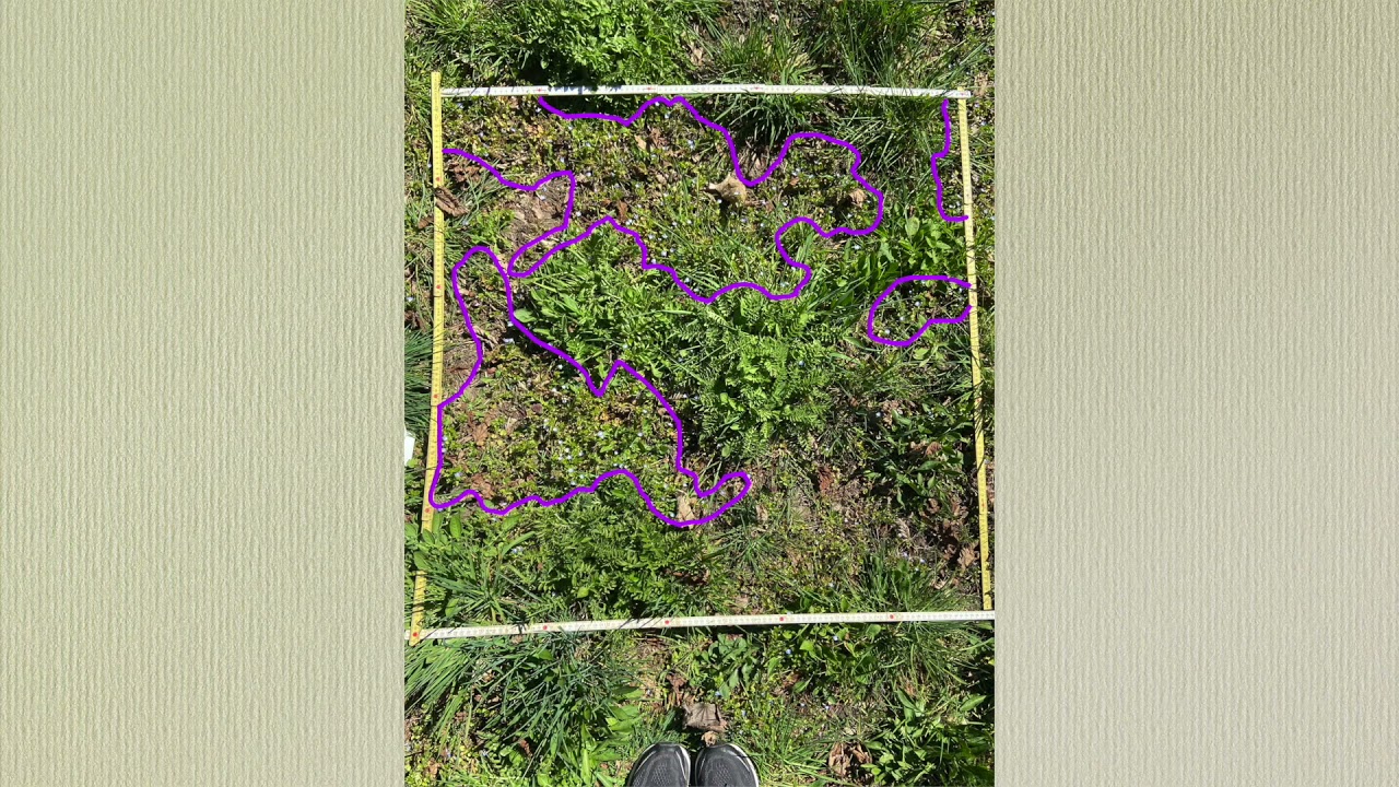 BugNet protocols - selection of species and individuals for damage measurements