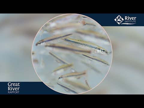 Ever Wonder how Scientists Catch & Identify Minnows?