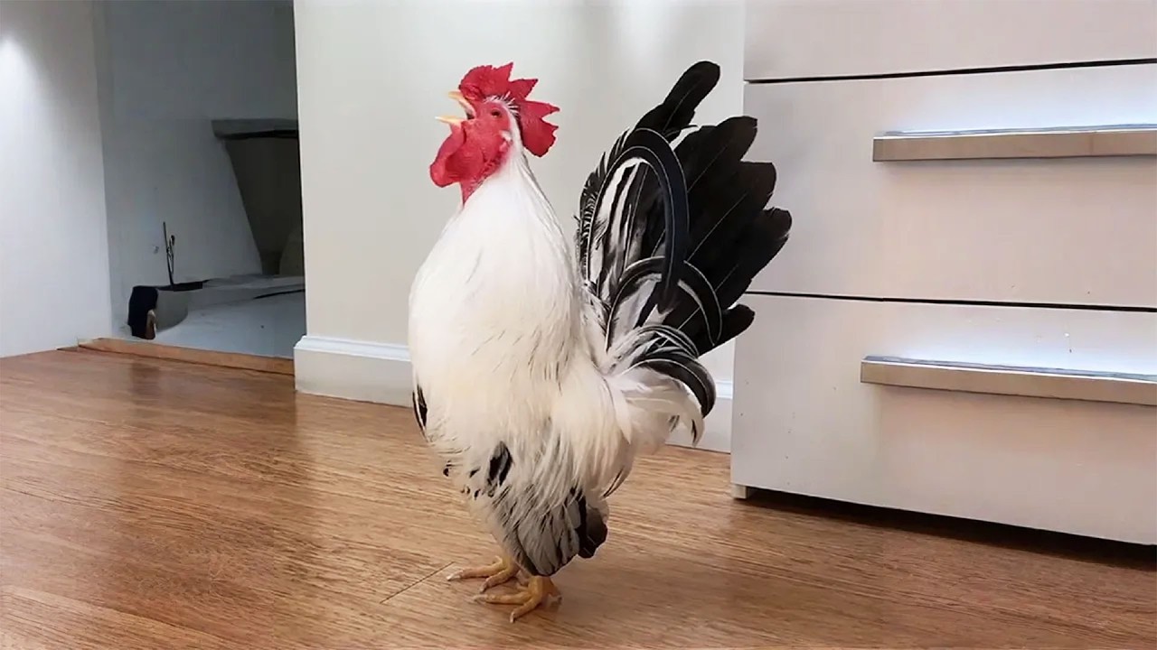 Rescued Rooster Refuses to Leave My Daughter’s Side