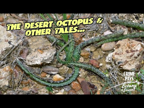 Octopus of the Thornscrub & Other Delights