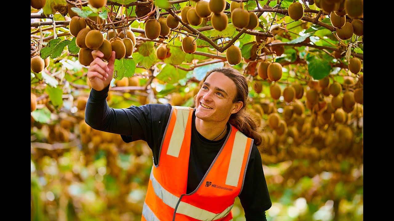 Hill Laboratories Kiwifruit Sampling and Testing