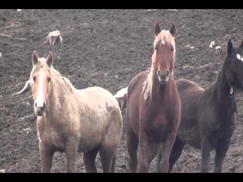 Action Alert: Wild Horse Abuse in Holding Facility