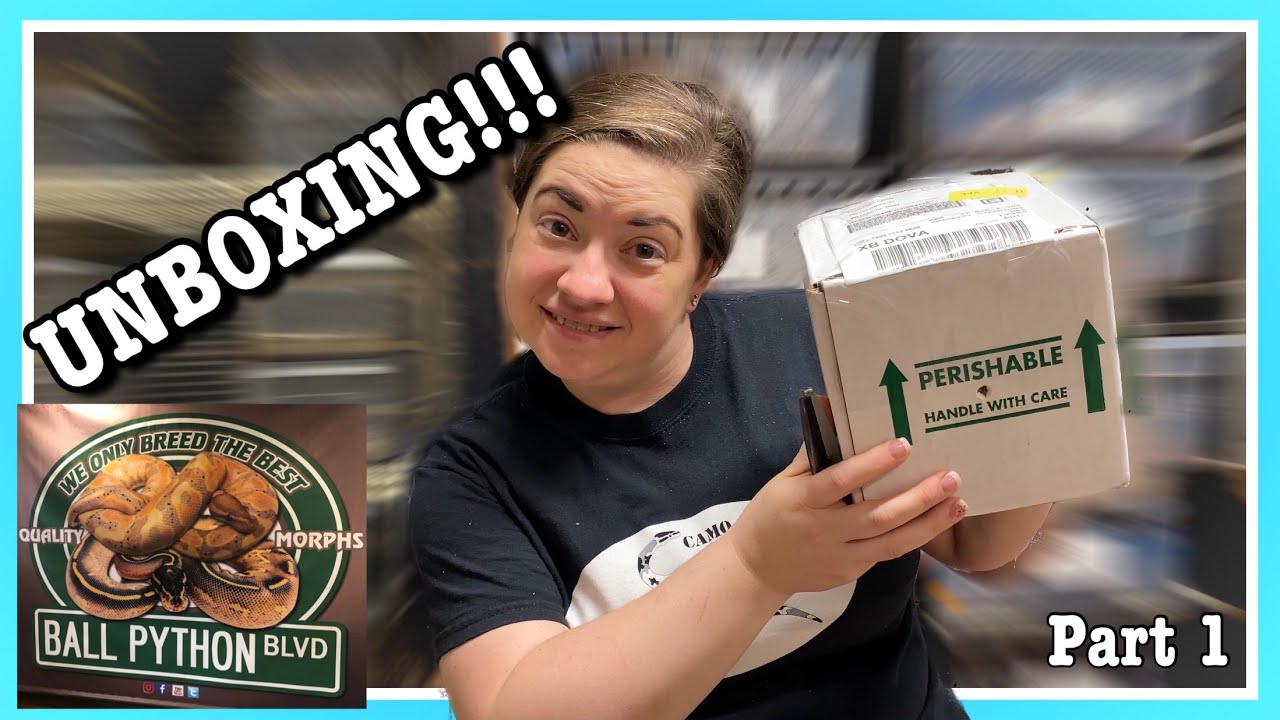 UNBOXING NEW BALL PYTHON FROM BALL PYTHON BLVD!!! Reptile Unboxing Part 1 | Ball Python Breeding