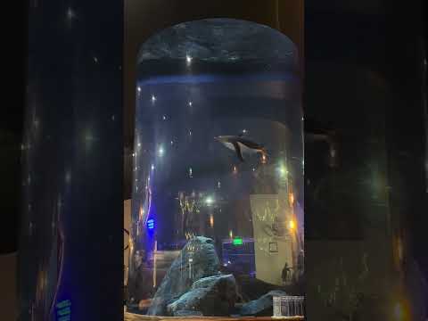 Beautiful Penguins At The Wonders Of Wildlife National Museum & Aquarium | Springfield Missouri