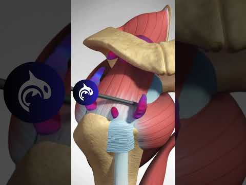 Distal Clavicle Resection of the Shoulder - #4k #3d #animation