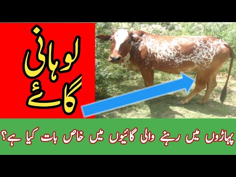 lohani cow || IrfanSial