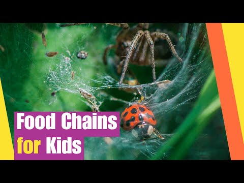 Food Chains for Kids | Science Grades 3 to 8 Learn About Food Chains in the Ecosystem