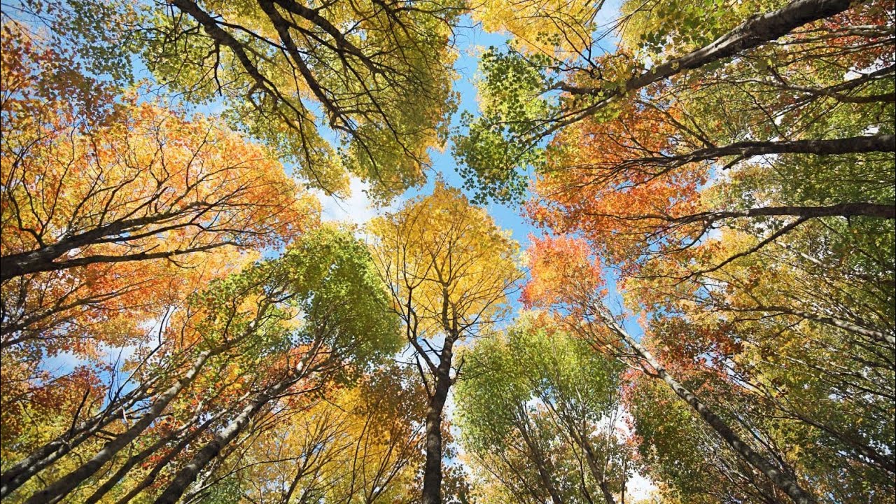 Tipos de bosques: bosque mixto y bosque frondoso