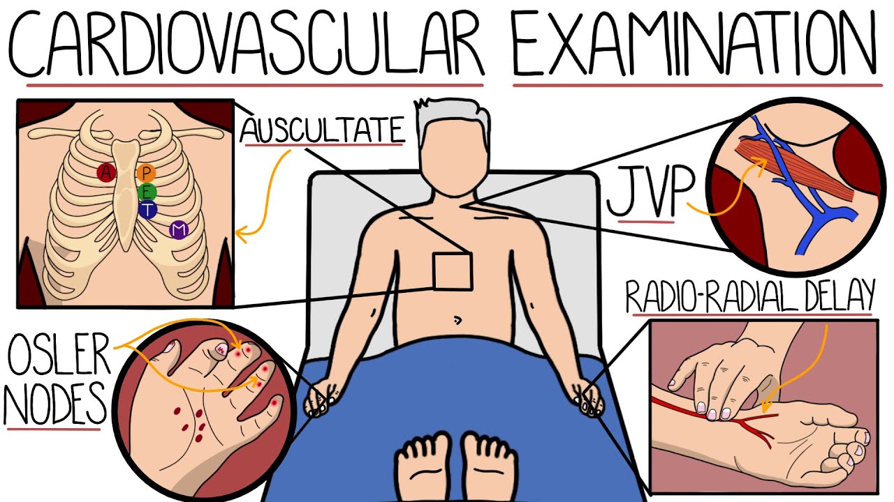 A Comprehensive Guide to Cardiovascular System Examination | Galaxy.ai