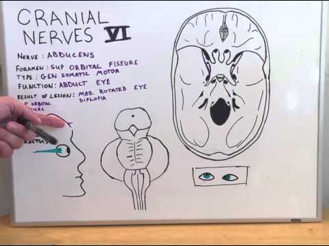 Cranial Nerve VI - Anatomy Lecture for Medical Students - USMLE Step 1