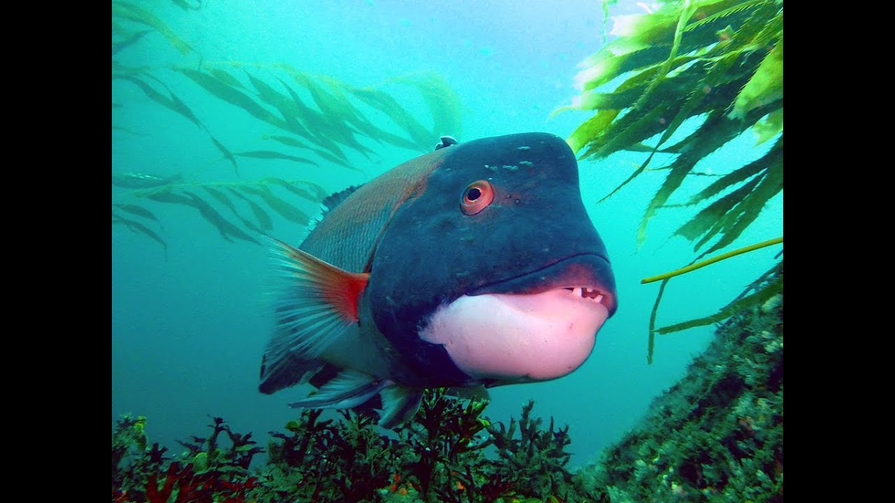 Facts: The California Sheephead