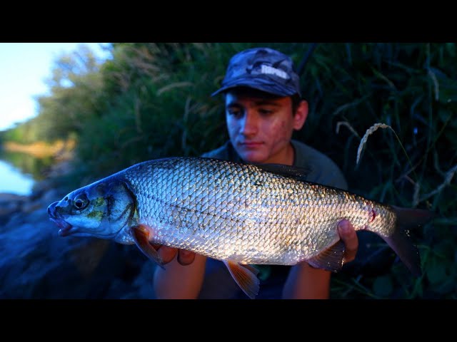 Ribolov mesnim crvima na moru - Praktični Ribolov