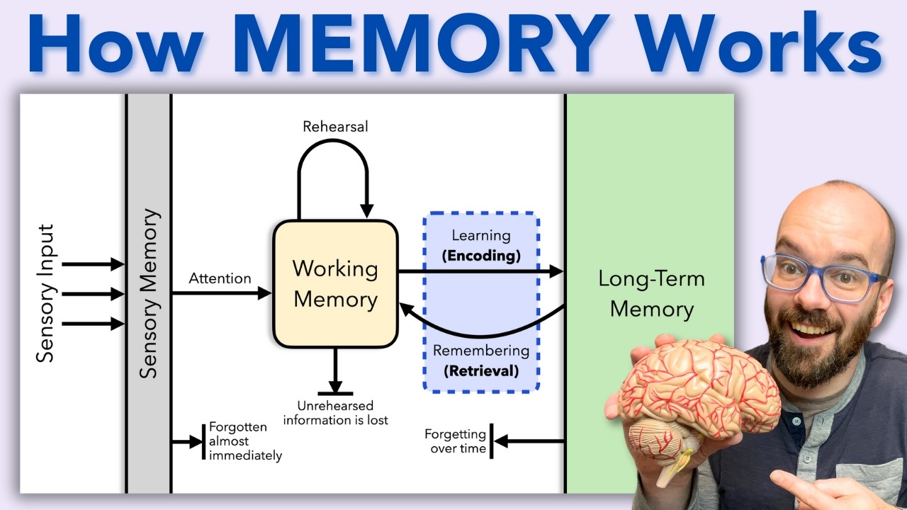Understanding Memory: Why We Forget and How to Retain What We Learn ...