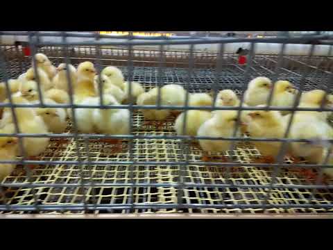 Layer Chicks - Wholesale Price & Mandi Rate for Poultry Layer Chick