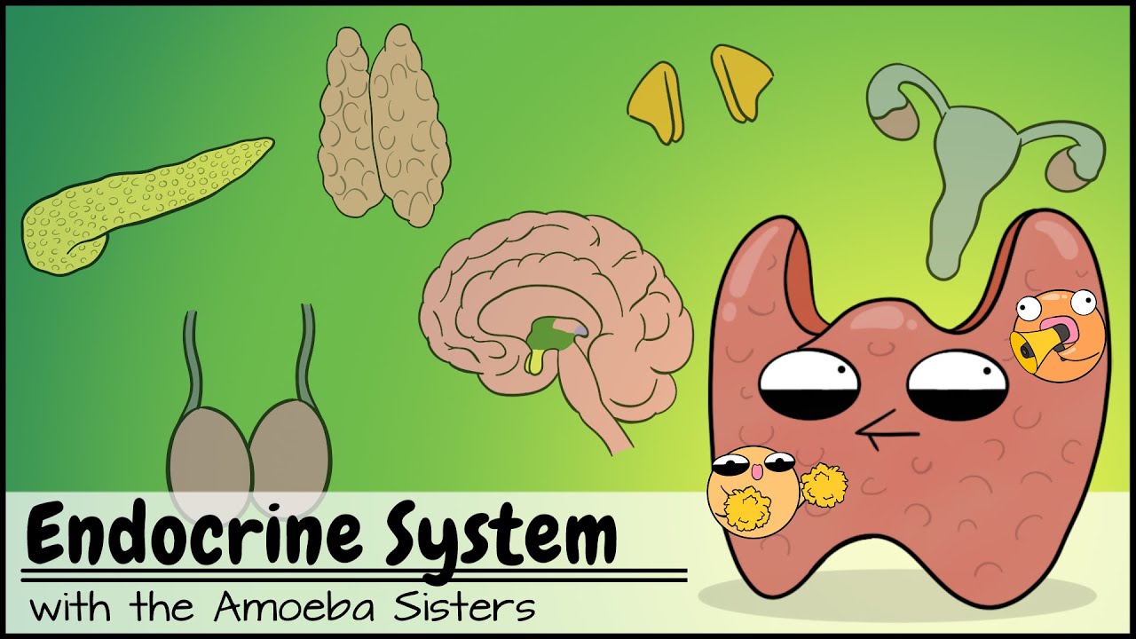 Understanding the Endocrine System: Hormones and Their Functions ...