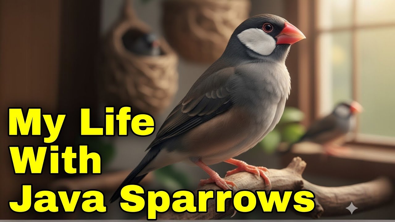 Java Sparrow Care: My Honest Experience & Essential Tips!