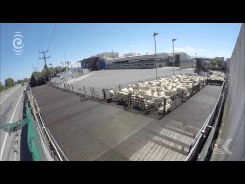 Alliance meatworks accused of mistreatment | RNZ