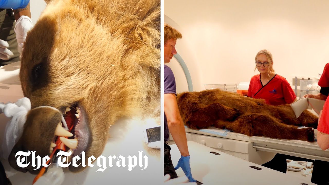 Watch: Bear gets MRI scan for seizures in UK first