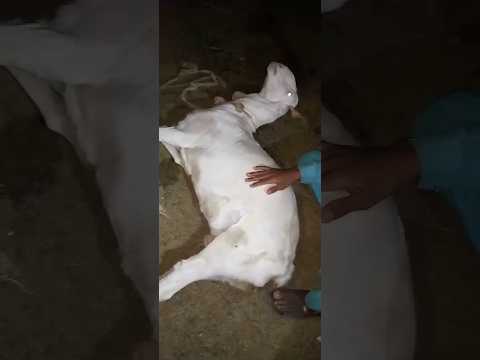 Bloat and tympony in goat.#goat #trending #shorts #subscribetomychannel #short #youtubeshorts