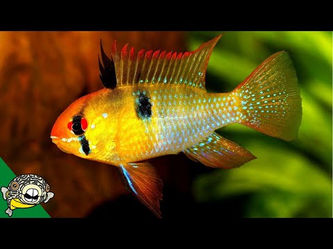 How to care for German Blue Ram Cichlids