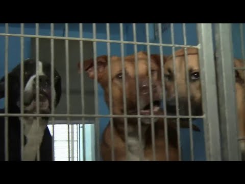 ‘We cannot do this alone:’ Orange County Animal Services waives adoption fees with hundreds in s...
