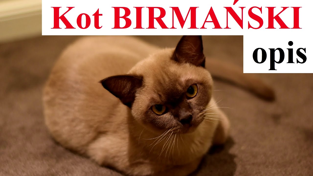 Kot birmański. Charakterystyka rasy i cena | Portal weterynaryjny smartVET