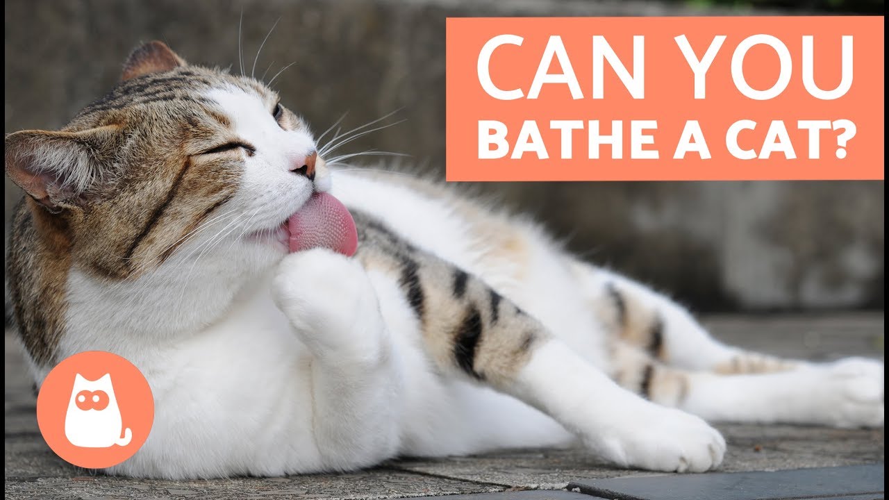 Can you bathe a cat?