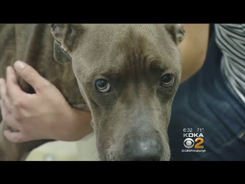 Emaciated Dog Showing Signs Of Improvement At Clairton Shelter