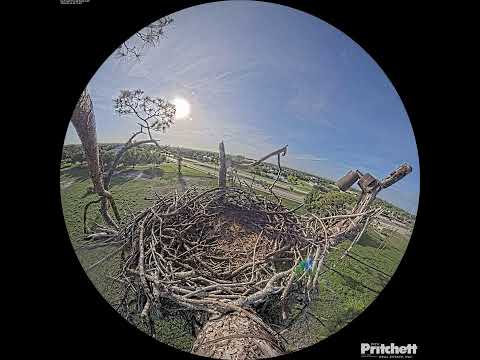 Southwest Florida Eagle Cam - Cam 360