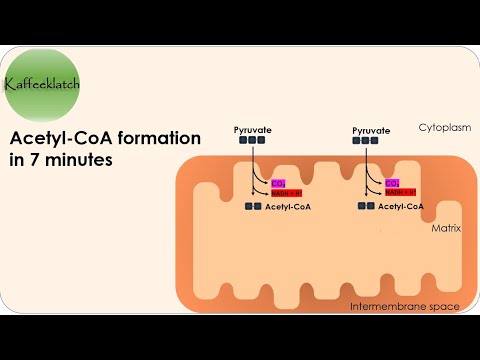Cellular respiration - 2. Acetyl-CoA formation