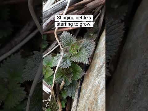 Stinging Nettle Quick ID Points - Wild Edible Stinging Nettle Urtica Dioica