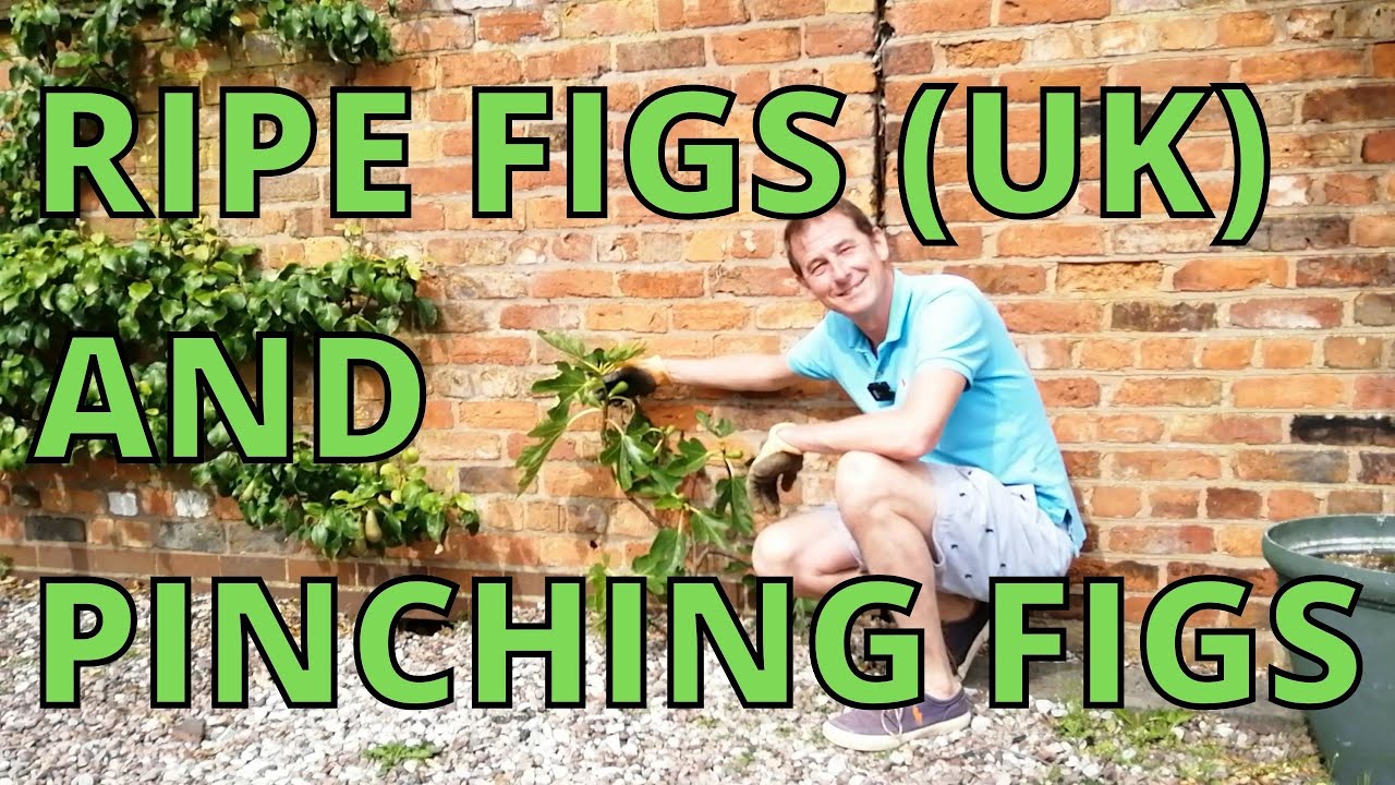 Ripe Figs in the UK. Pinching Out Figs. 'Breba' Crop and 'Main' Crop.