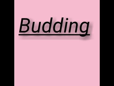 class 12th what is budding? ....