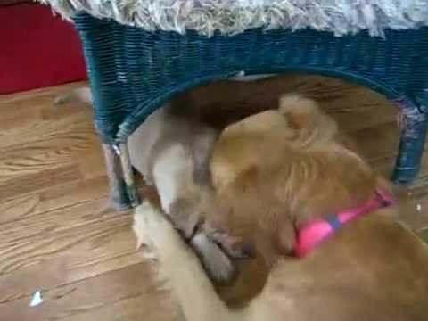 Roly Poly Puppies – Find your next puppy with us!